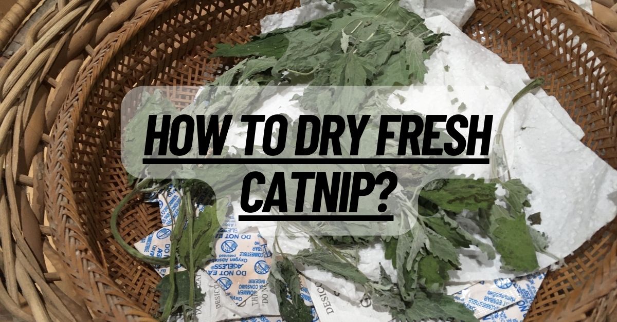 How To Dry and Use Fresh Catnip– Easy Steps – Bluestem Botanicals