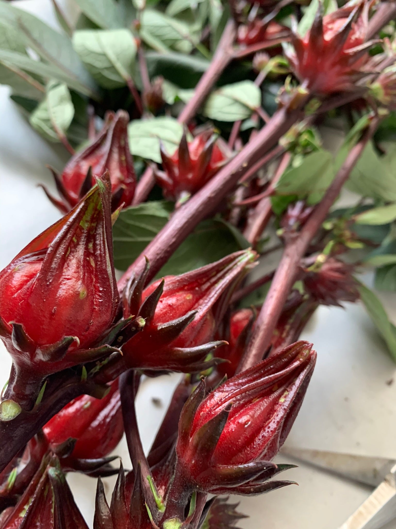 Cardiovascular System Support – Bluestem Botanicals