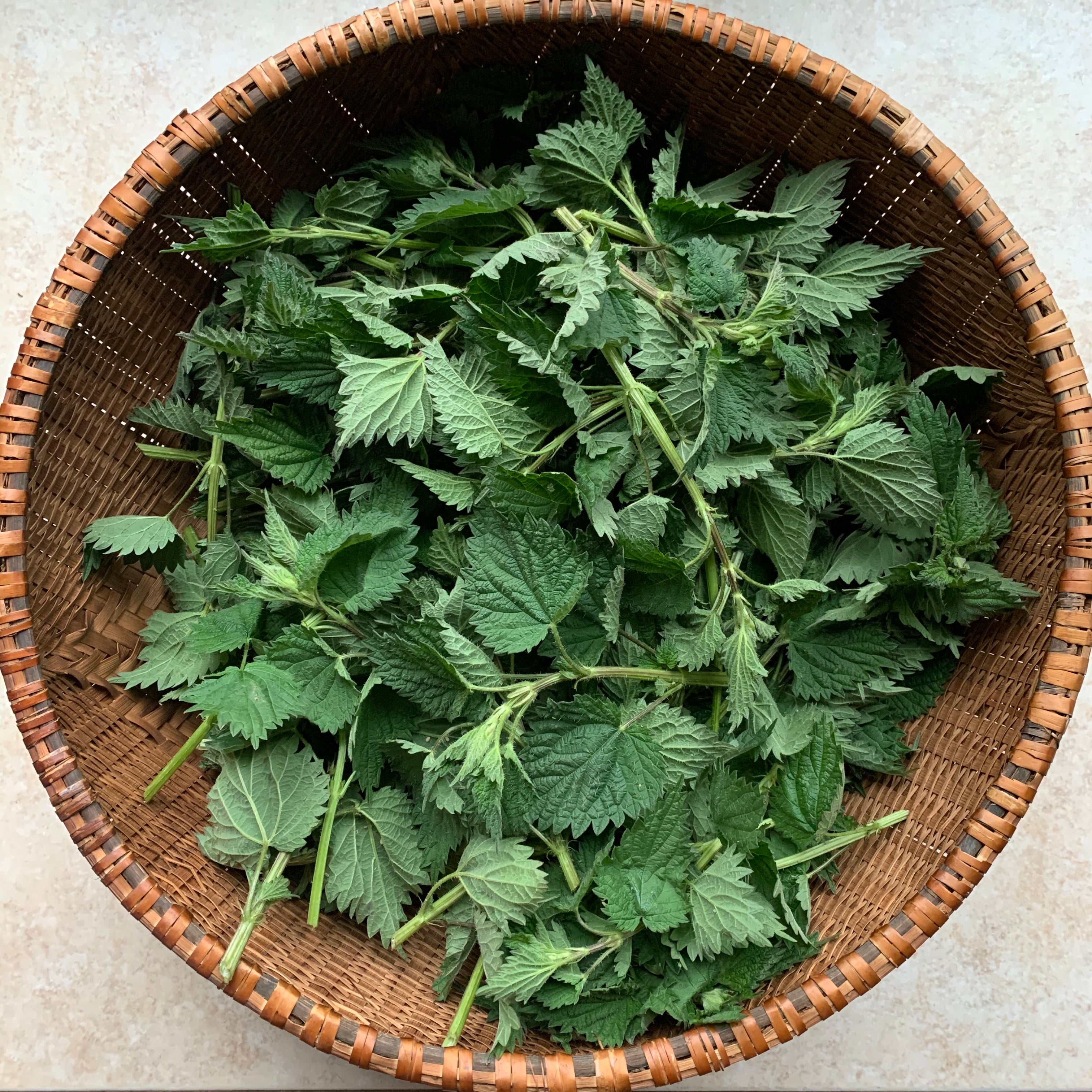 Urinary System Support – Bluestem Botanicals